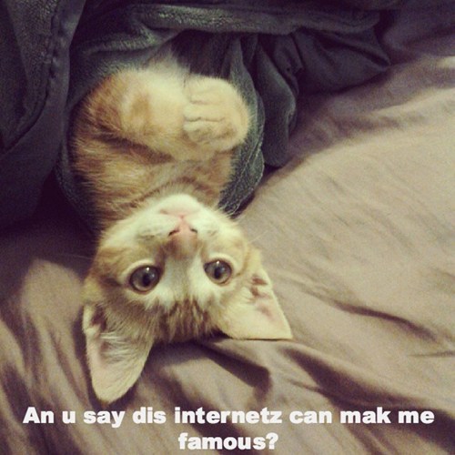 Do Youz Think It'll Work? - Lolcats - lol | cat memes | funny cats ...