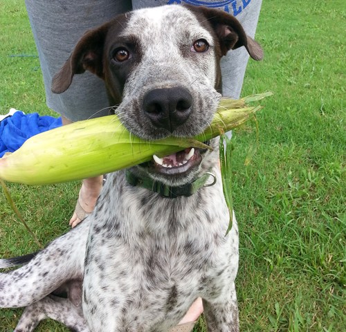 Cinch - the Original Corn Dog - I Can Has Cheezburger?