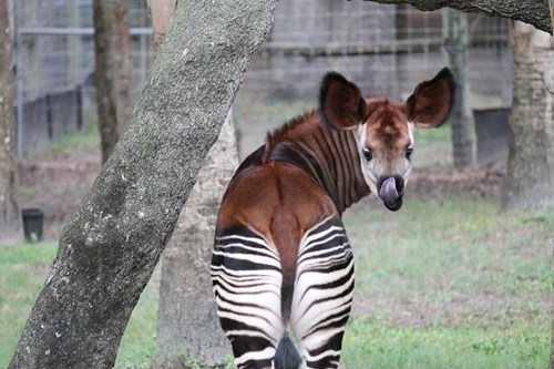Cute Okapi Baby