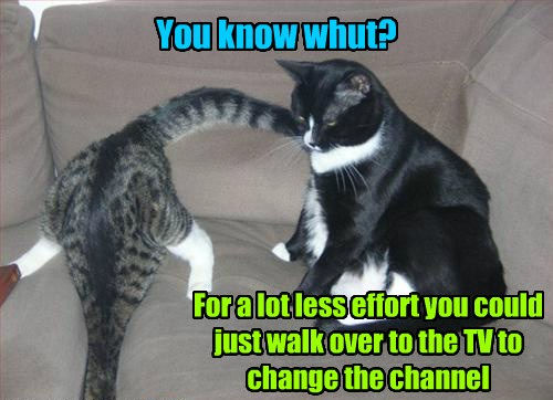 But I Almost Got It Unwedged! - Lolcats - lol | cat memes | funny cats ...