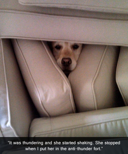 Come in Dog Fort - I Has A Hotdog - Dog Pictures - Funny pictures of ...