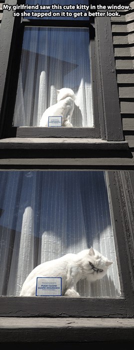 Yikes. Sorry - Lolcats - lol | cat memes | funny cats | funny cat ...