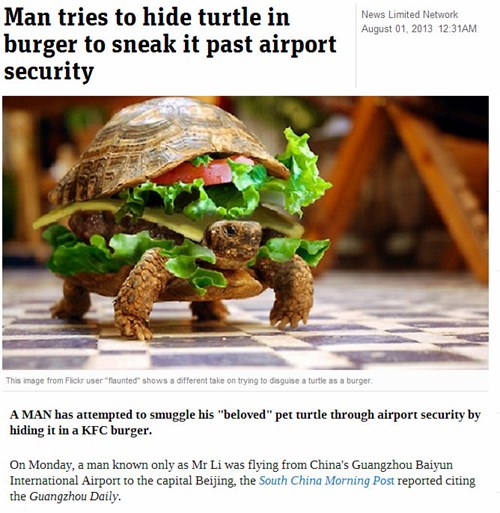 As it Turns Out, Turtles Are Difficult to Sneak by Security - FAIL ...