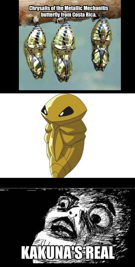 Pokémemes - kakuna - Pokemon Memes - Pokémon, Pokémon GO - Cheezburger