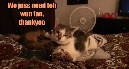 It Duzzint Gawk - Lolcats - lol | cat memes | funny cats | funny cat ...
