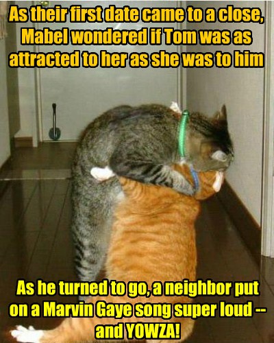 The Kiss of a Lifetime! - Lolcats - lol | cat memes | funny cats ...