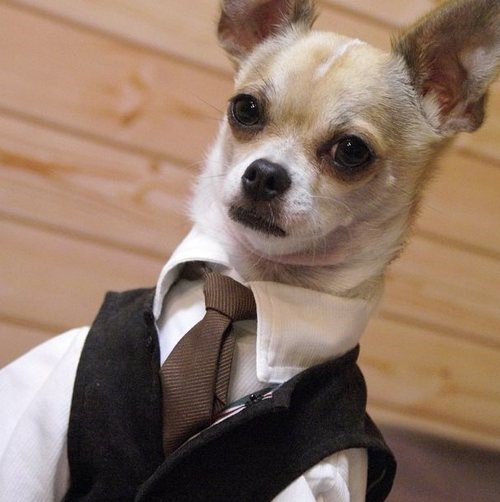 Dapper Dog - I Has A Hotdog - Dog Pictures - Funny pictures of dogs ...