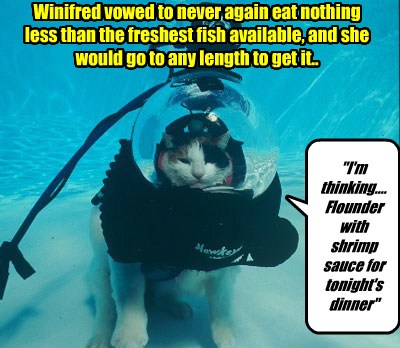 Nevermore Shall I Eat Canned Fish! - Lolcats - lol | cat memes | funny ...