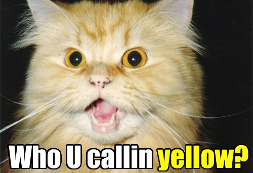 Lolcats - yellow - LOL at Funny Cat Memes - Funny cat pictures with ...