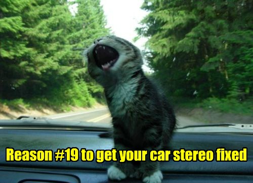 Lolcats - radio - LOL at Funny Cat Memes - Funny cat pictures with ...