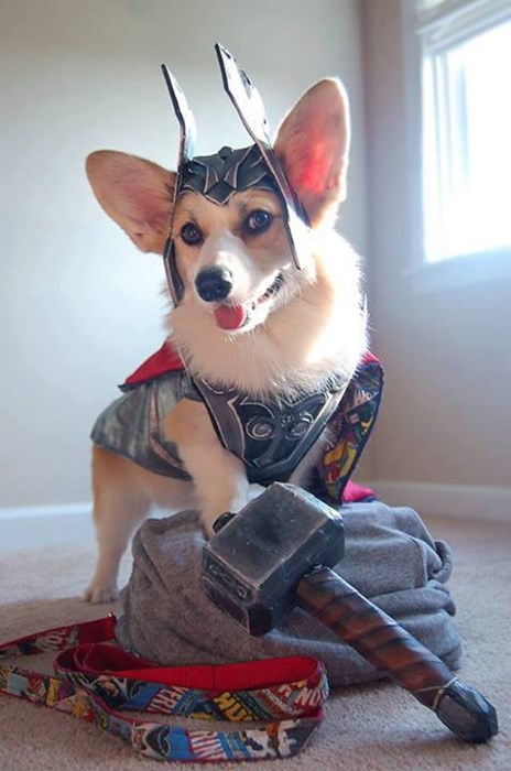 Look, It's a Thorgi - I Has A Hotdog - Dog Pictures - Funny pictures of ...