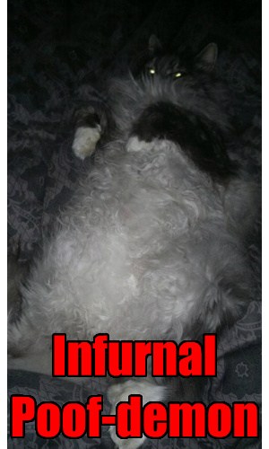 He's a Hellcat - Lolcats - lol | cat memes | funny cats | funny cat ...