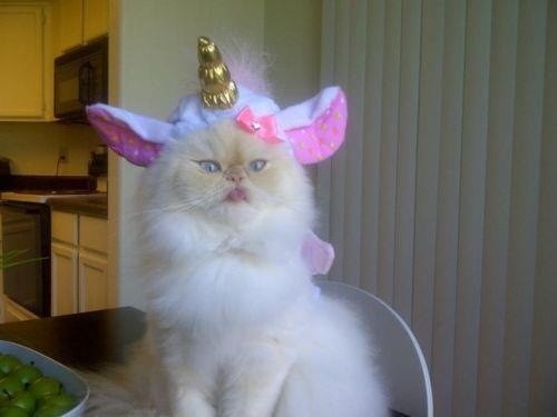 Simply Majestic - Lolcats - lol | cat memes | funny cats | funny cat ...