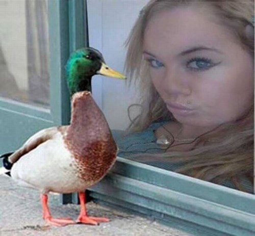 FAIL Blog - duck lips - Epic FAILs funny videos - Funny Fails - Cheezburger