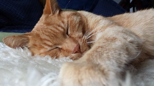 So Comfy - Daily Squee - Cute Animals - Cute Baby Animals - Cute Animal ...