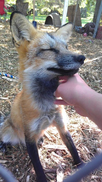 Happy Fox Bud - Daily Squee - Cute Animals - Cute Baby Animals - Cute ...