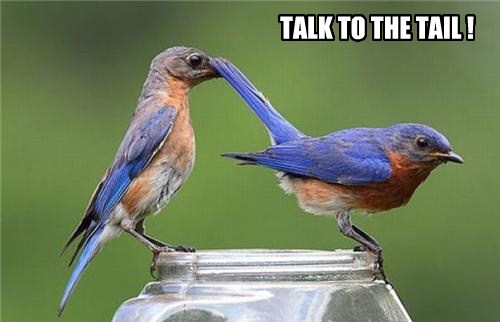 TALK TO THE TAIL ! - Animal Comedy - Animal Comedy, funny animals ...