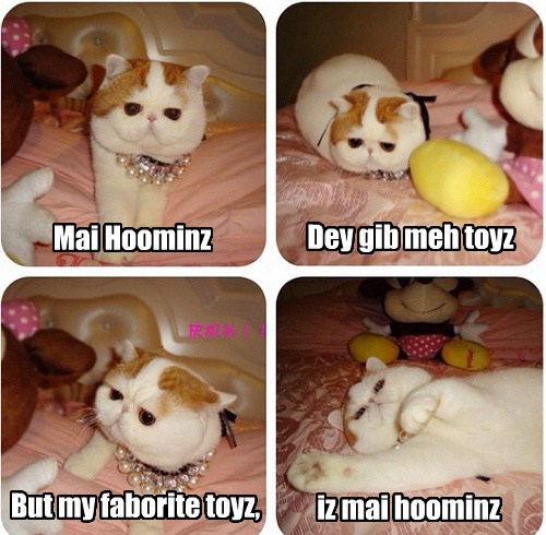 Hoomins Make Bestest Toyz - Lolcats - lol | cat memes | funny cats ...