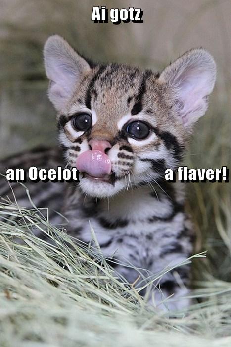 Ai gotz an Ocelot a Flaver! - Lolcats - lol | cat memes | funny cats | funny cat pictures with ...