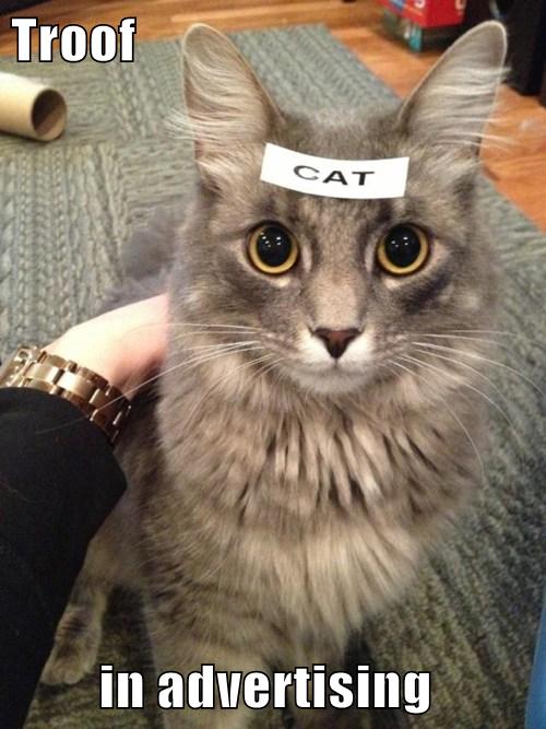 Troof in advertising - Lolcats - lol | cat memes | funny cats | funny ...