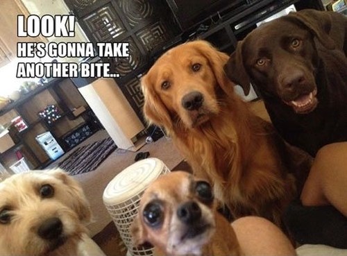 I Has A Hotdog - eating - Funny Dog Pictures | Dog Memes | Puppy ...