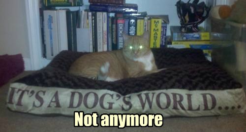 Operative Word: "Was" - Lolcats - lol | cat memes | funny cats | funny ...