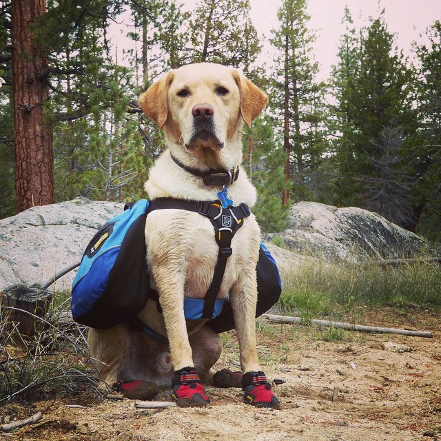 These Rugged Pups Love Hiking With Their Humans - I Has A Hotdog - Dog ...