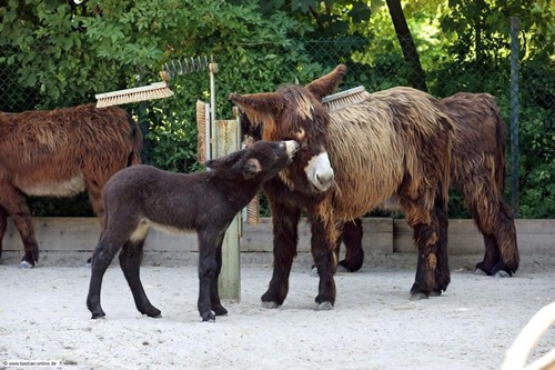 Poitou Donkeys - Daily Squee - Cute Animals - Cute Baby Animals - Cute ...