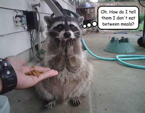 I'll Make an Exception Just this Once - Animal Comedy - Animal Comedy ...