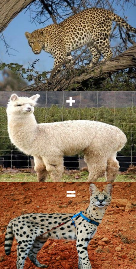 Animal Math - Web Comics - 4koma comic strip, webcomics, web comics