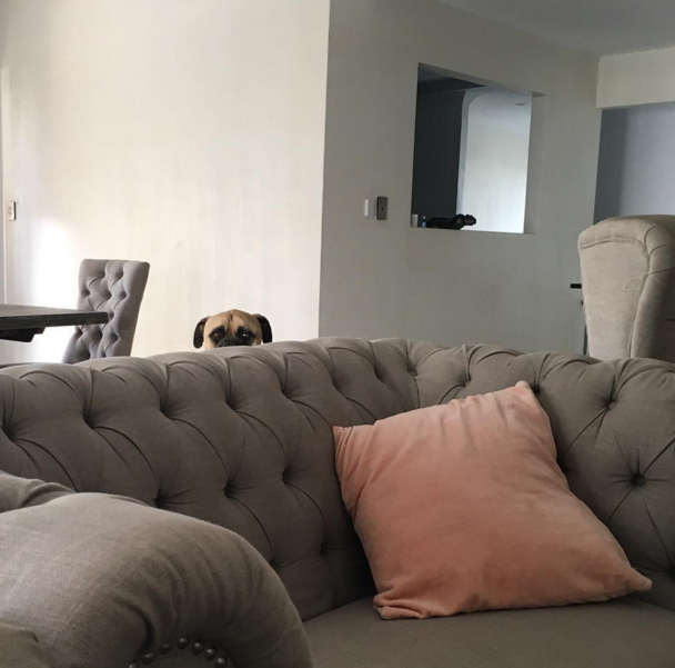 Every Step You Take, Every Move You Make, This Creeper Dog Is Watching ...