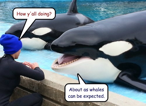 Puns - whale - Funny Puns - Pun Pictures - Cheezburger