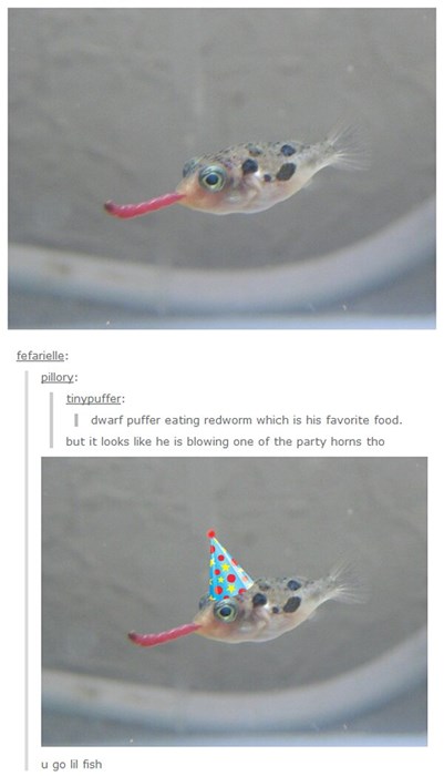 Go Go Party Fish! - Memebase - Funny Memes