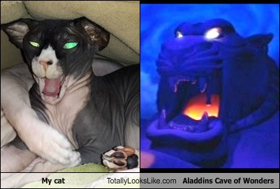My Cat Totally Looks Like Aladdins Cave of Wonders - Totally Looks Like