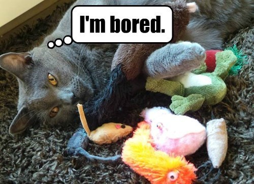 Need Hoomin to Frow Fings - Lolcats - lol | cat memes | funny cats ...