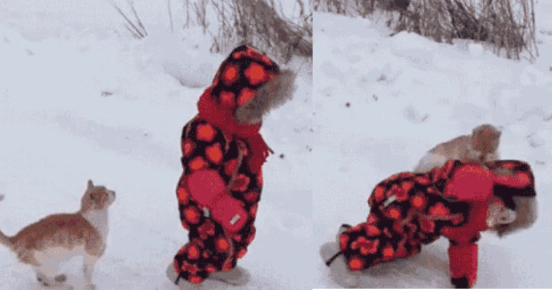 13 Ridiculous Times Devious Cats REKT Toddlers - FAIL Blog - Funny Fails