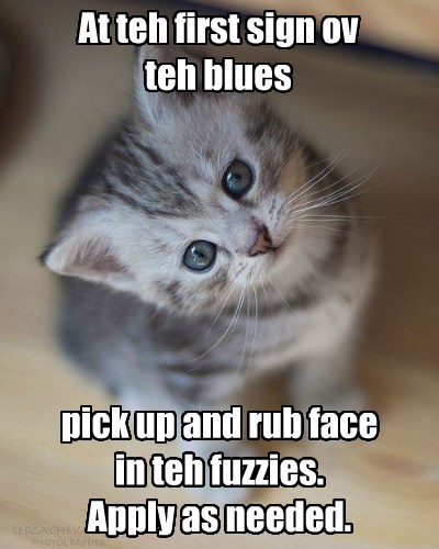 Lolcats - healing - LOL at Funny Cat Memes - Funny cat pictures with ...