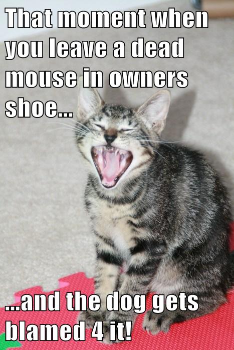 He Played Right into my Claws - Lolcats - lol | cat memes | funny cats ...