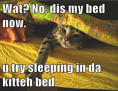 Plz Let Me Stay - Lolcats - lol | cat memes | funny cats | funny cat ...