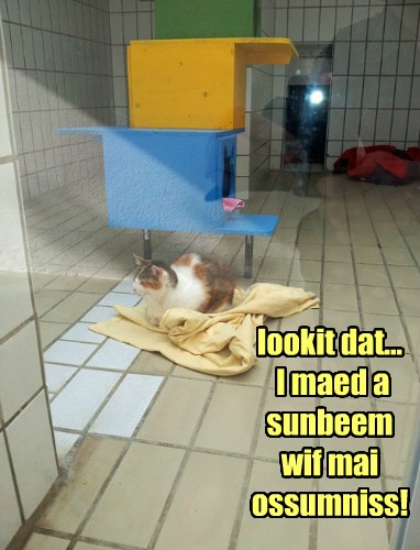 Mai Lite Shur Shinez Brite - Lolcats - lol | cat memes | funny cats ...