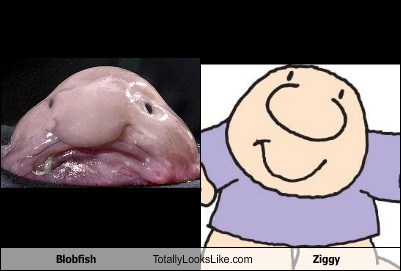 Totally Looks Like - Blobfish - Cheezburger