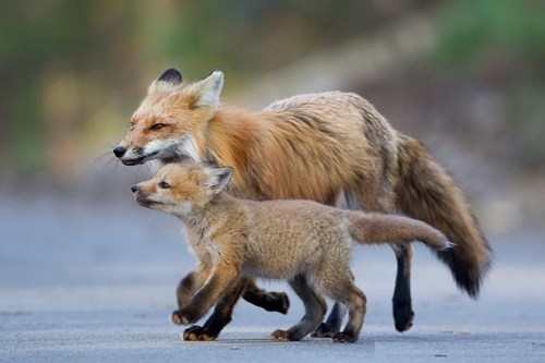 Mama Fox and Her Baby - Daily Squee - Cute Animals - Cute Baby Animals ...