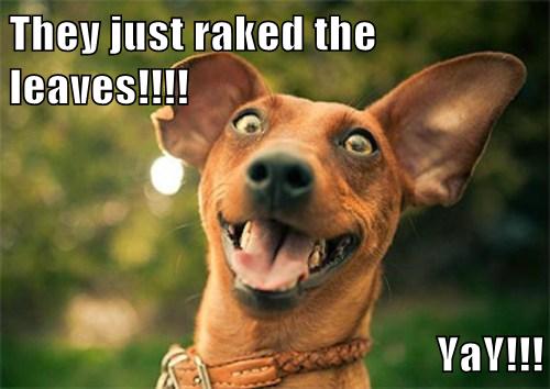 I Love the Fall! - I Has A Hotdog - Dog Pictures - Funny pictures of ...