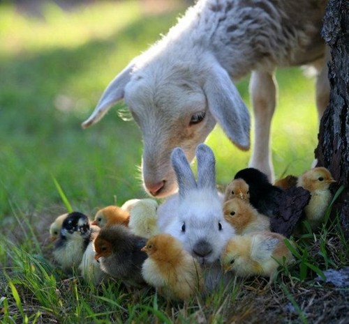Missing Springtime Yet? - Daily Squee - Cute Animals - Cute Baby ...
