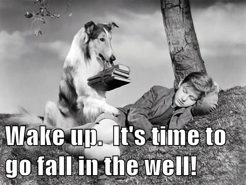 Lassie is Sick of Being the Only Smart One... - I Has A Hotdog - Dog ...