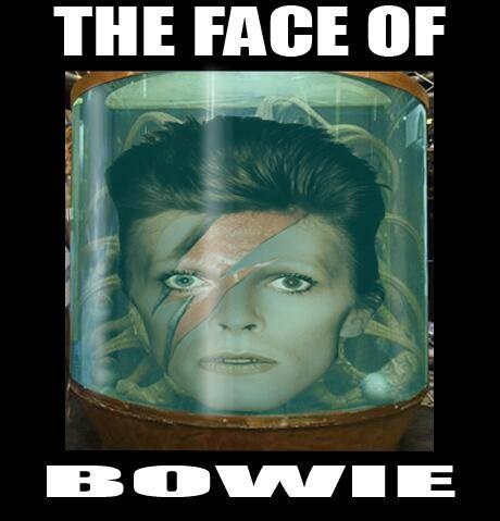 Puns - david bowie - Funny Puns - Pun Pictures - Cheezburger
