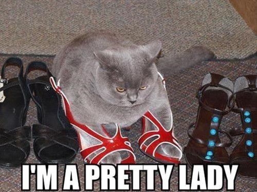 Fashion Makes You Purfect - Poorly Dressed - fashion fail