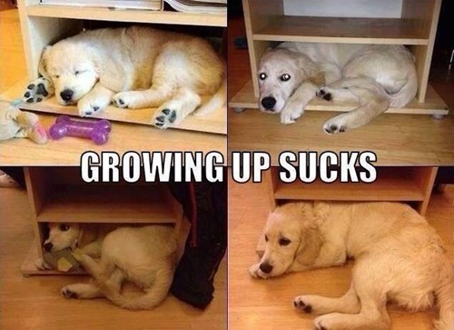 How Did my Bookcase Shrink? - I Has A Hotdog - Dog Pictures - Funny ...
