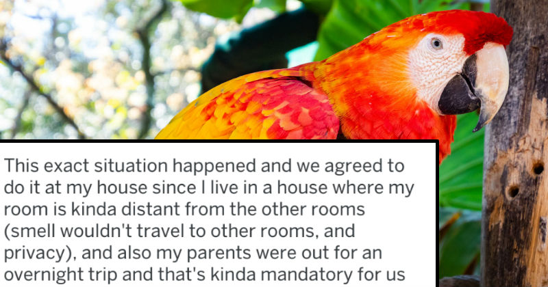 Guy's Talkative Pet Parrot Snitches On Him To His Enraged Mom - FAIL ...