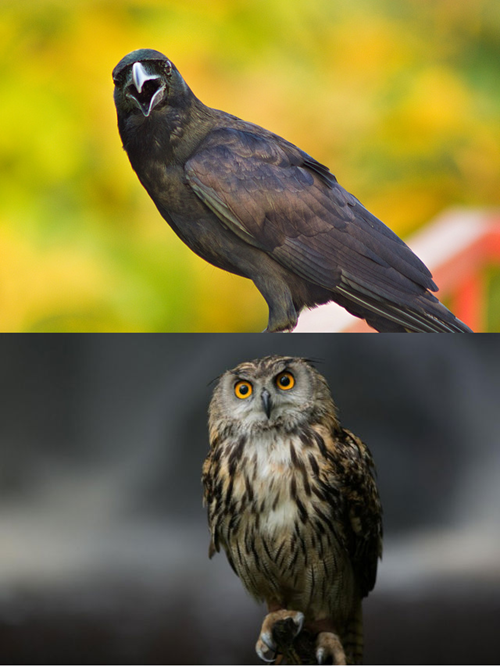 Scary Spree: Crow vs. Owl - I Can Has Cheezburger?